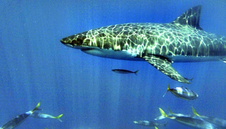 Estudian los hábitos alimenticios y migratorios de los tiburones para ...