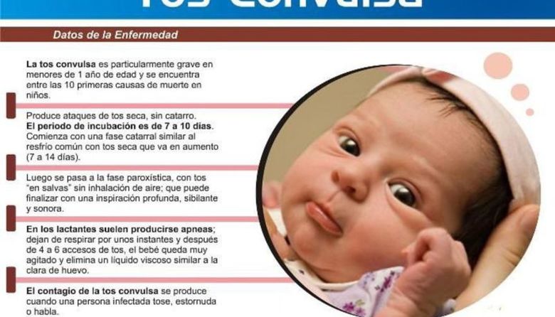 Investigadores platenses desarrollan estrategias contra la tos convulsa ...