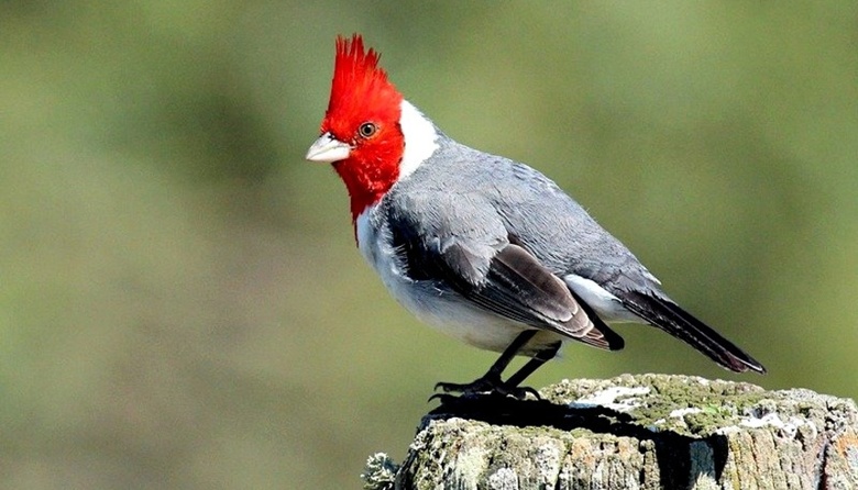Científicos de La Plata estudiaron a los cardenales e hicieron un ...