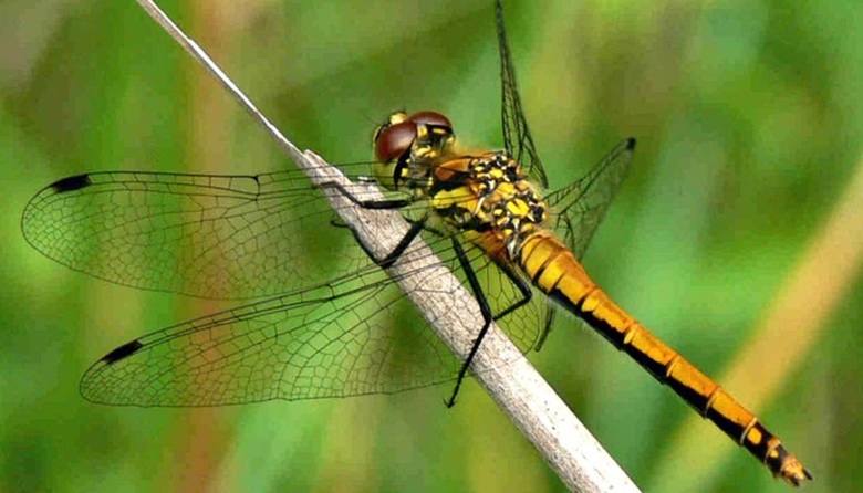 La Universidad de La Plata lanzó la primera web sobre insectos de ...