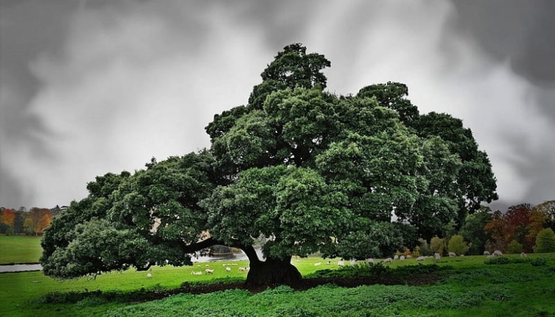 En el Día Nacional del Árbol la Universidad de La Plata lanzó el ...