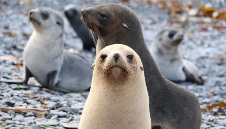 Una investigadora reveló aspectos de los tiempos en que loberos ...