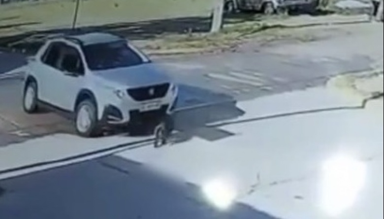 Video: una mujer atropelló a un perro con su camioneta y no bajó para ...
