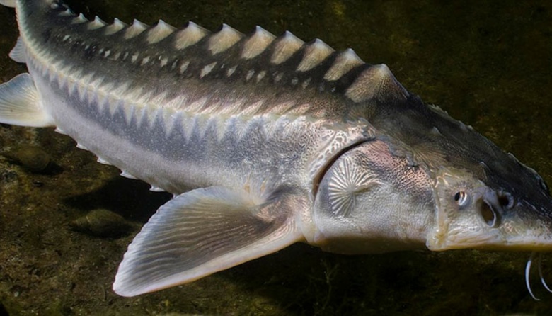 En el Río de La Plata pescaron un esturión, el pez más grande de agua ...