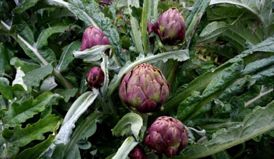 Se viene una nueva "Fiesta del Alcaucil Platense" en Plaza Moreno ...