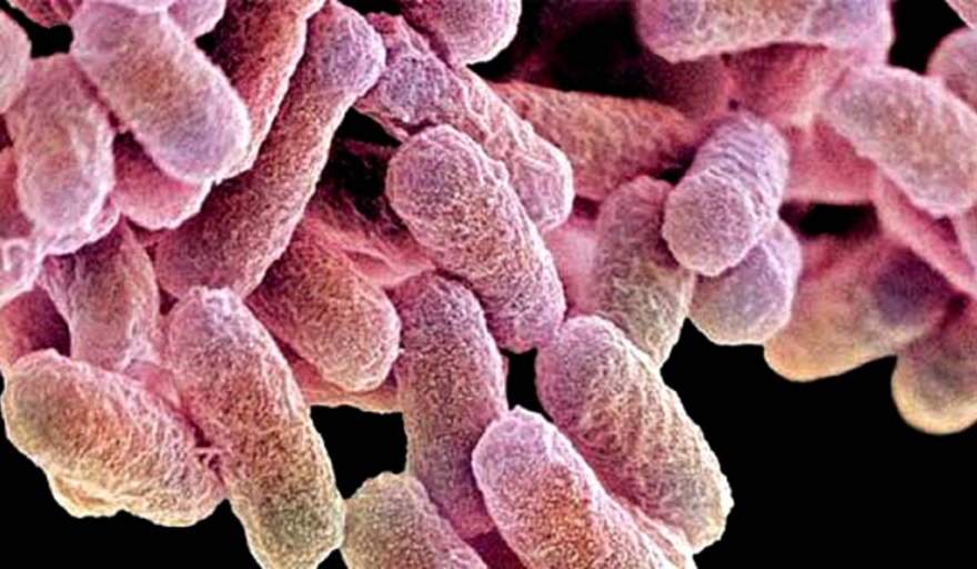 Impulsan un protocolo para atacar a las superbacterias que provocan ...