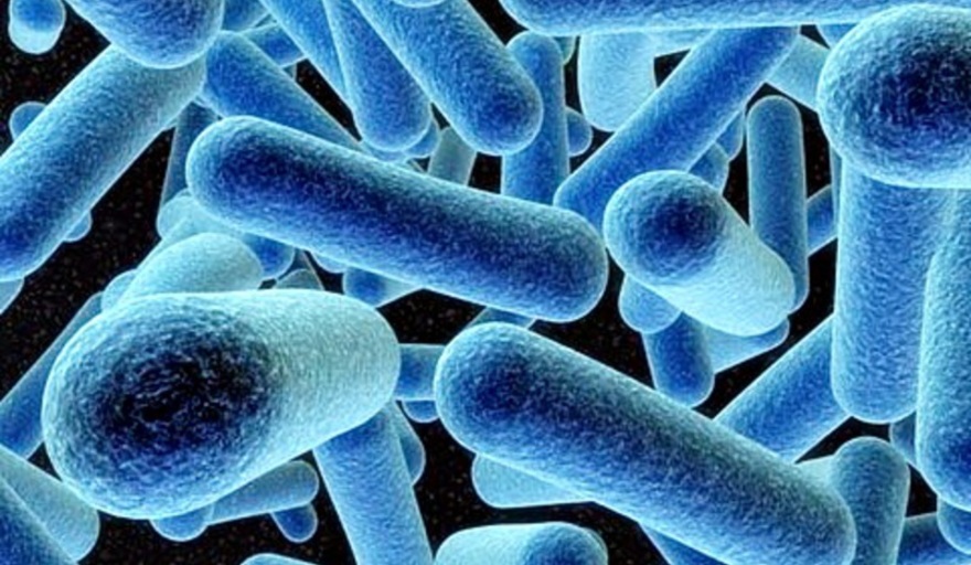 Distinguen a científicos platenses que descubrieron el “escondite” de ...